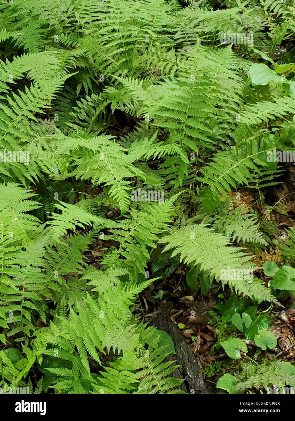 New York fern (Amauropelta noveboracensis Stock Photo - Alamy