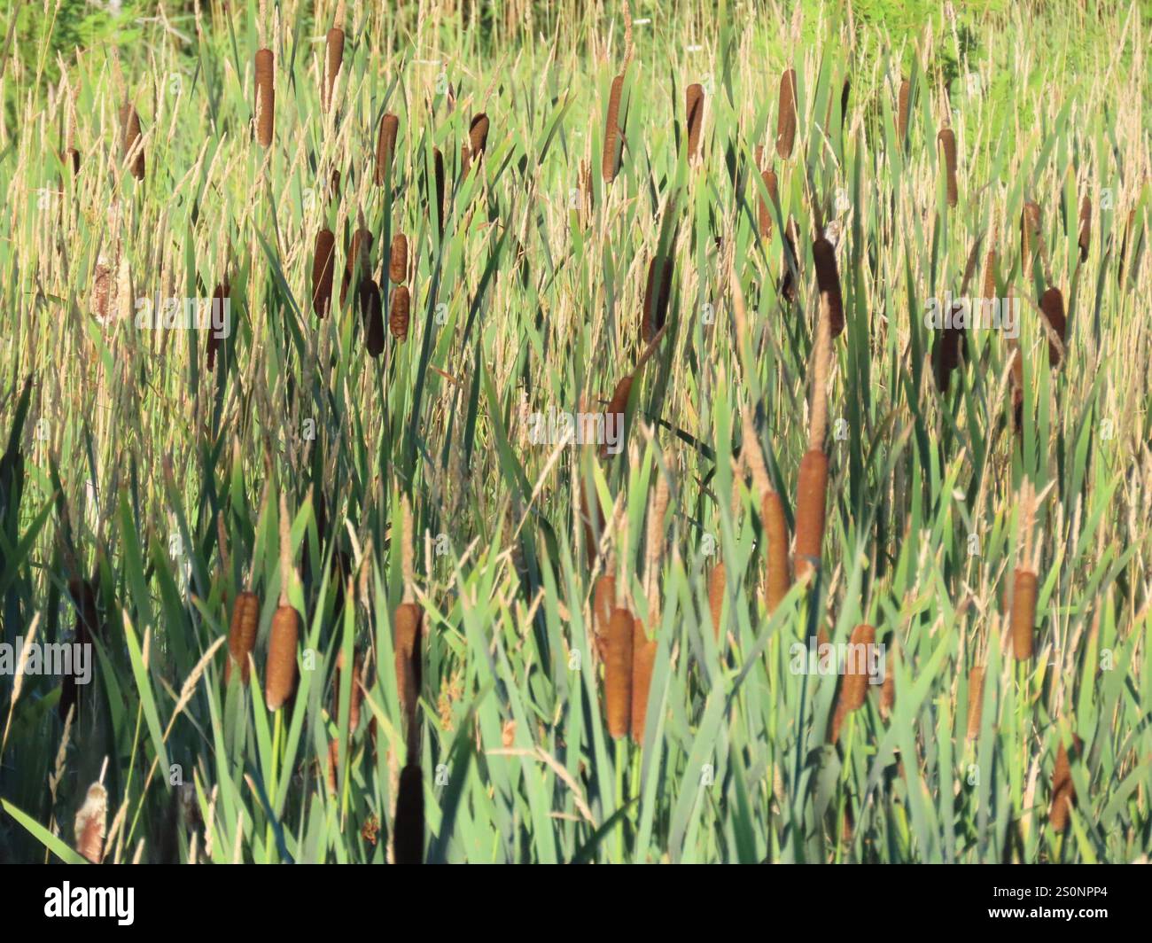 broadleaf cattail (Typha latifolia Stock Photo - Alamy
