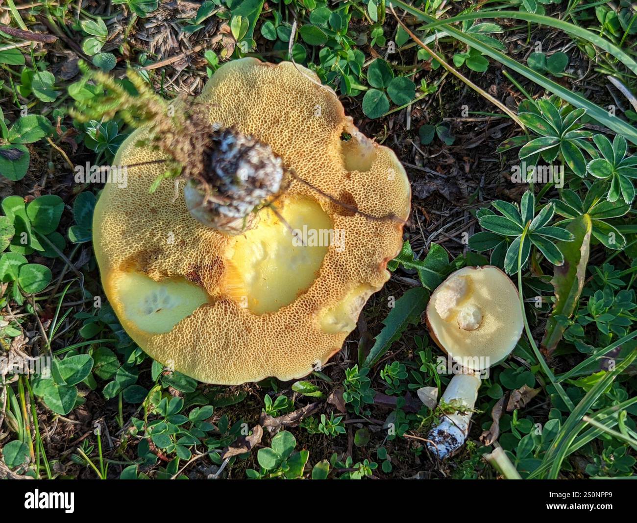 Dotted-stalked Suillus (Suillus granulatus Stock Photo - Alamy