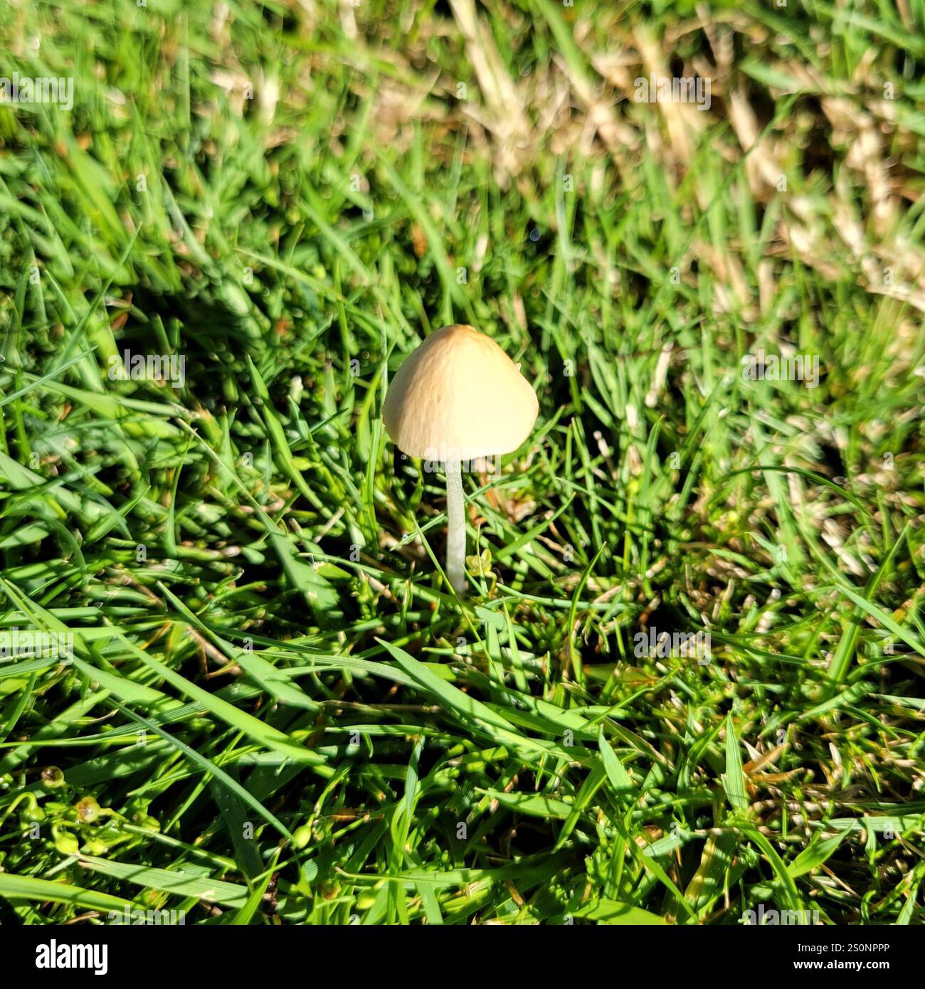 milky conecap (Conocybe apala Stock Photo - Alamy
