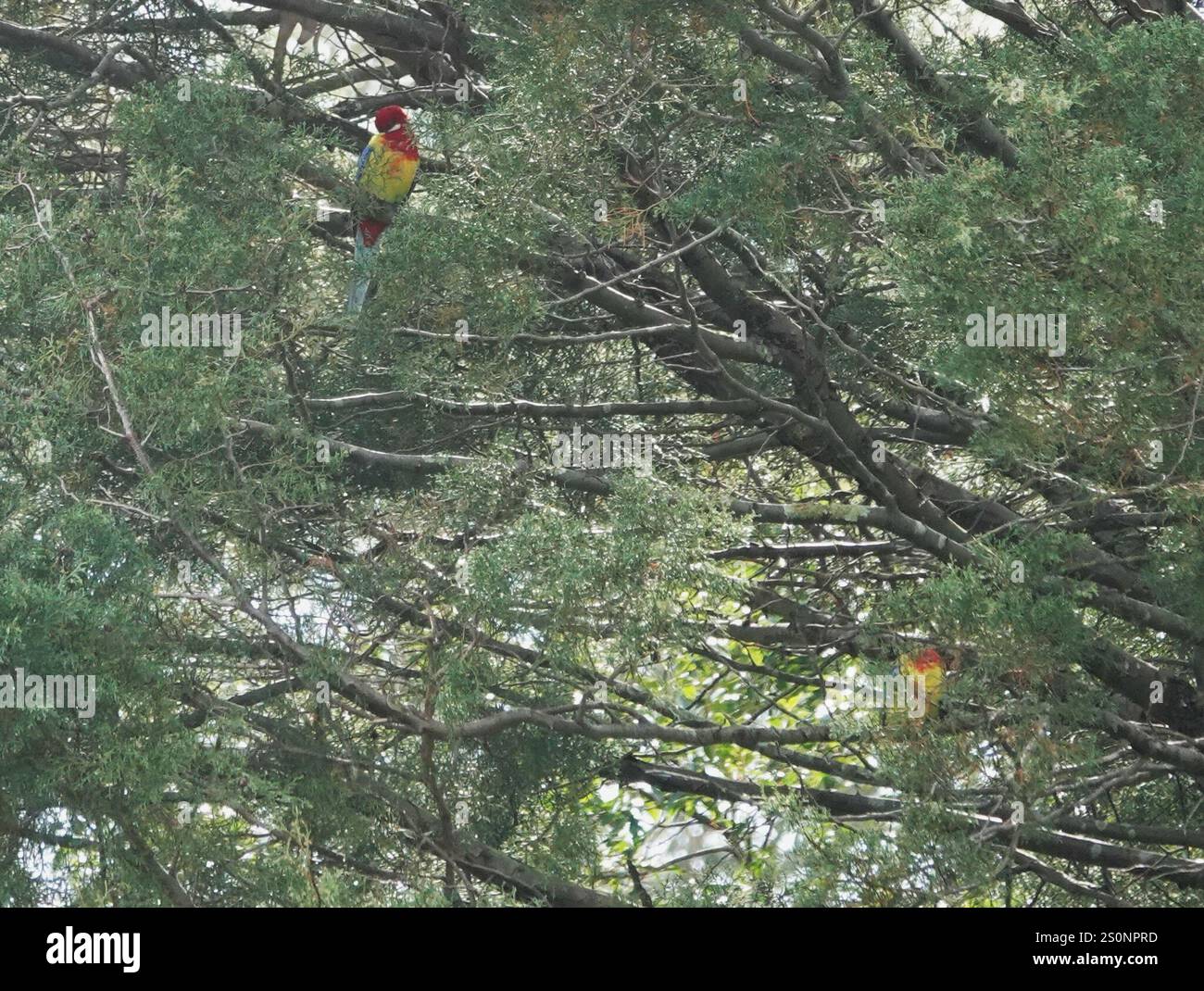 Southeast Eastern Rosella (Platycercus eximius eximius Stock Photo - Alamy