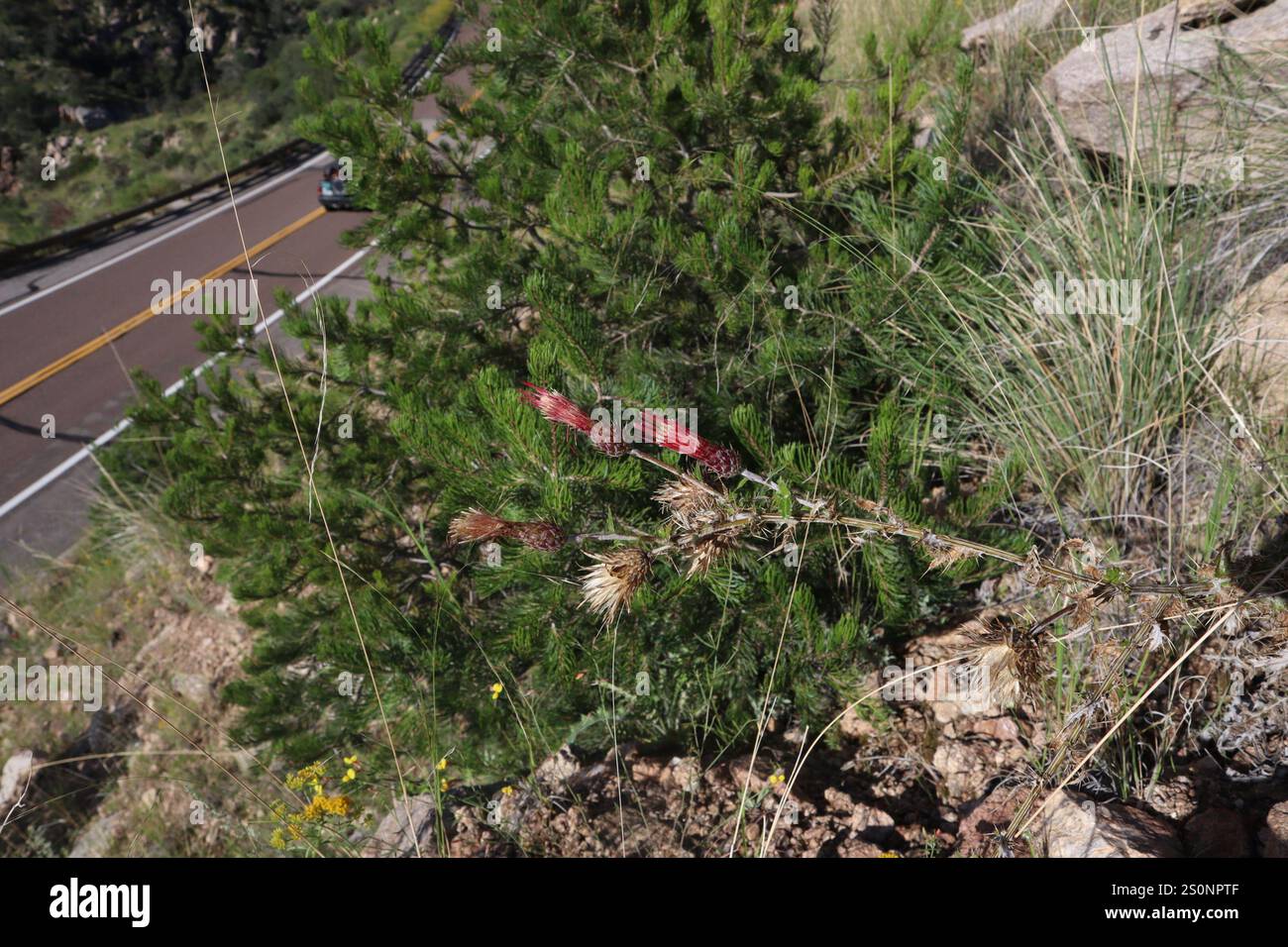 Arizona thistle (Cirsium arizonicum Stock Photo - Alamy