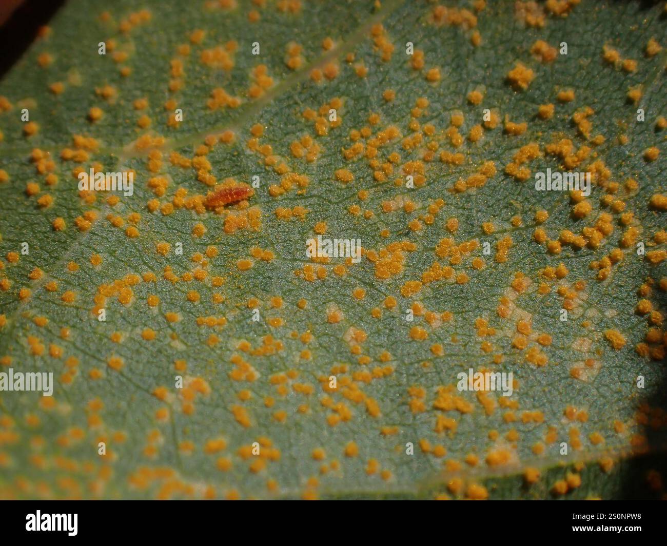 rust fungi (Pucciniales Stock Photo - Alamy