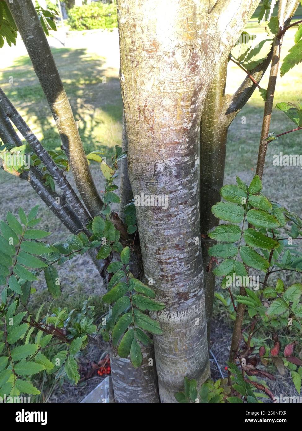 European mountain ash (Sorbus aucuparia Stock Photo - Alamy