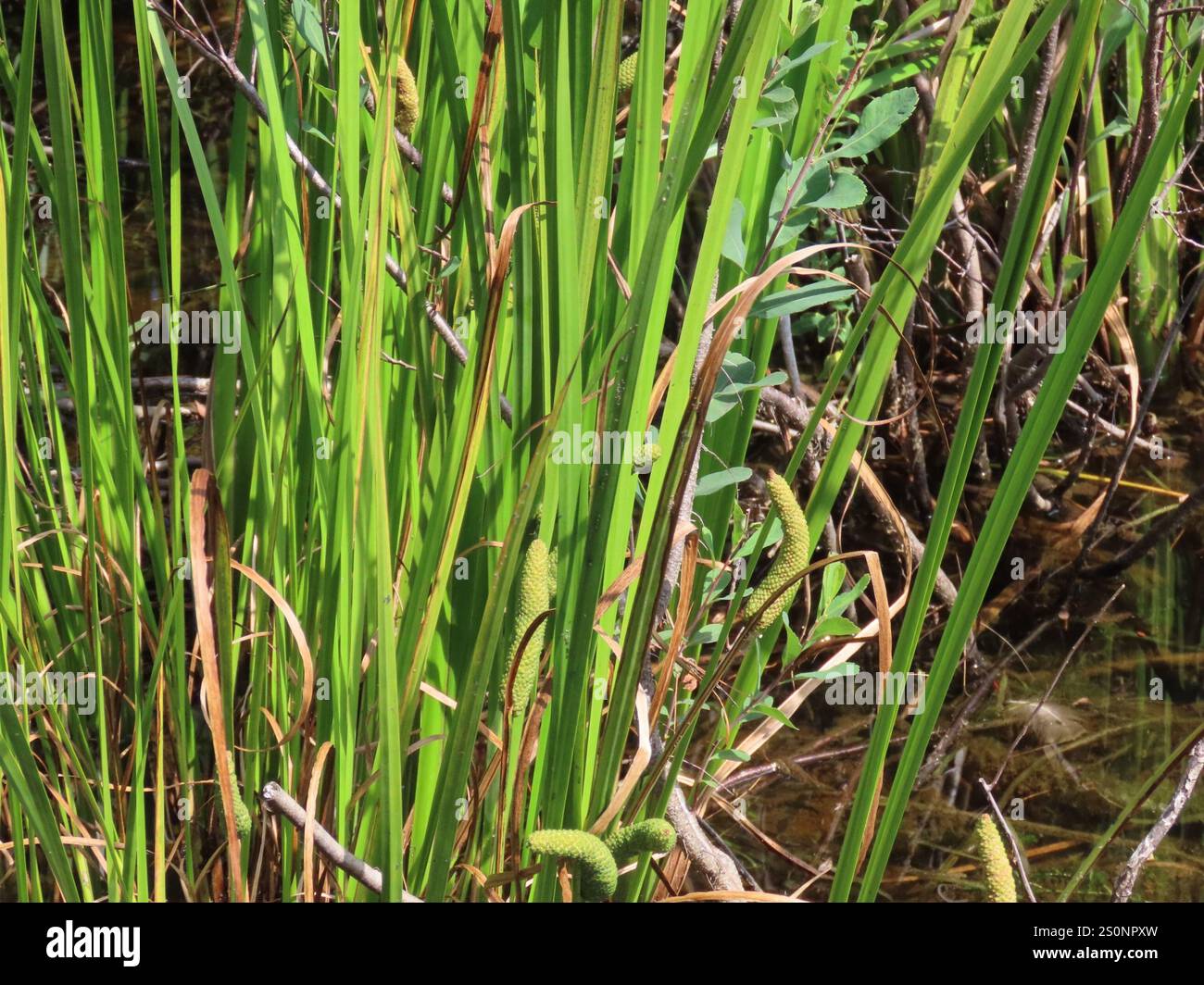 American Sweet-Flag (Acorus americanus Stock Photo - Alamy
