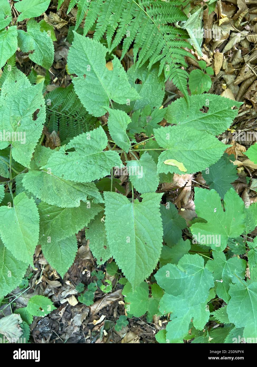 Sticky Sage (Salvia glutinosa Stock Photo - Alamy