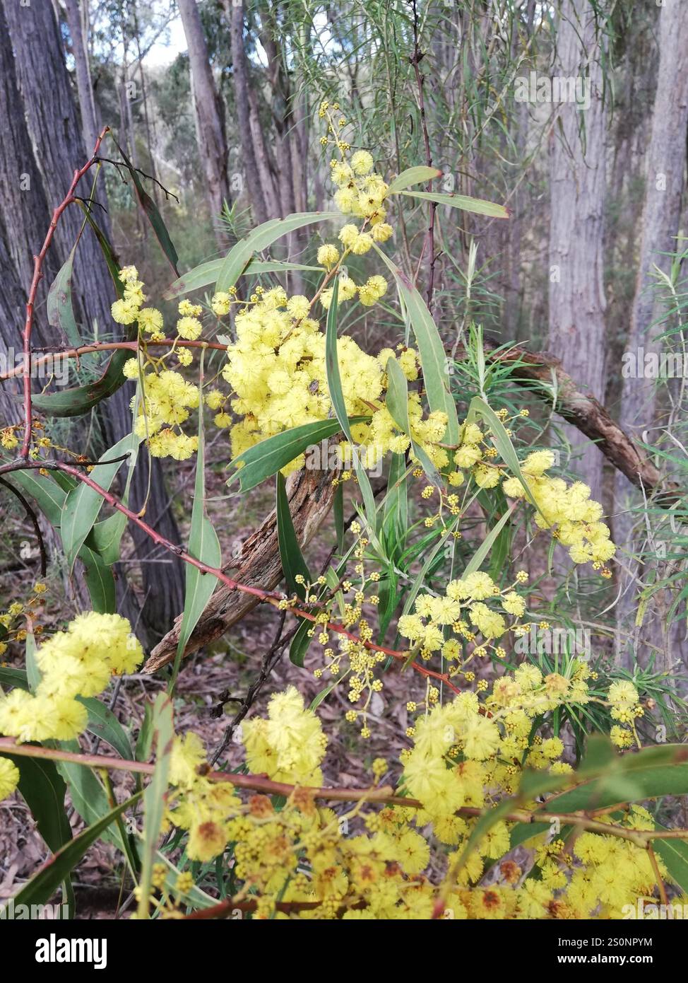 Red Stem Wattle (Acacia rubida Stock Photo - Alamy