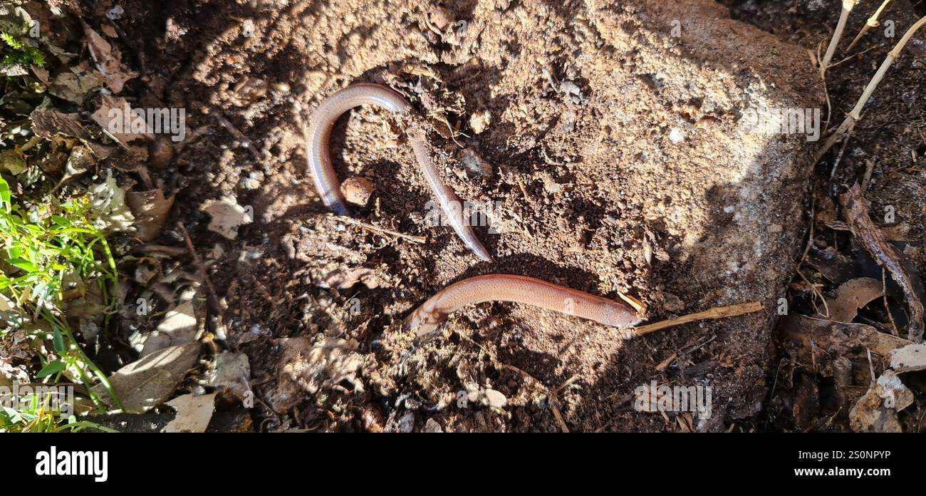 Two-clawed Worm-skink (Anomalopus leuckartii Stock Photo - Alamy