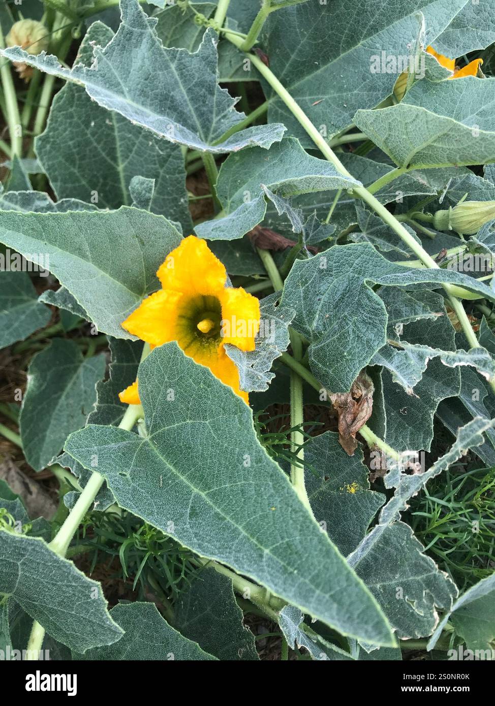 Buffalo Gourd (Cucurbita foetidissima Stock Photo - Alamy