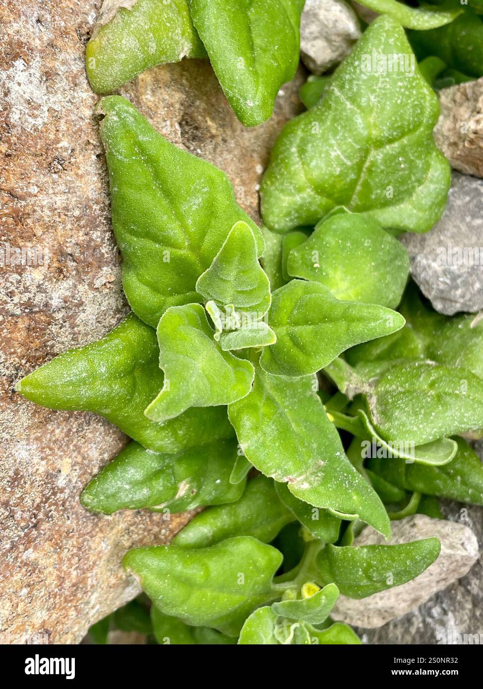New Zealand Spinach (Tetragonia tetragonoides Stock Photo - Alamy