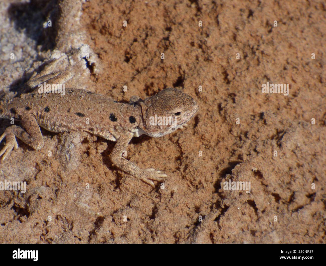 Lake Eyre Dragon (Ctenophorus maculosus Stock Photo - Alamy