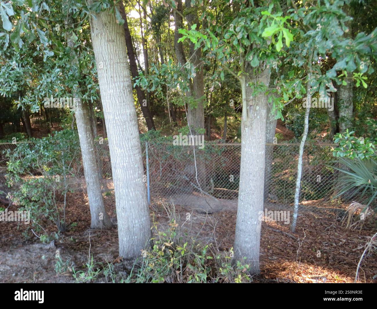 water oak (Quercus nigra Stock Photo - Alamy