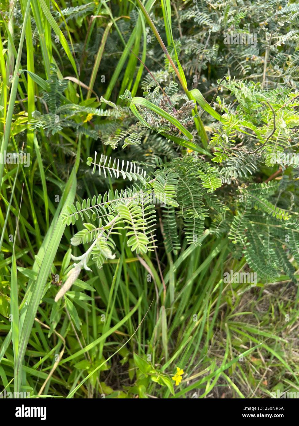 leadplant (Amorpha canescens Stock Photo - Alamy