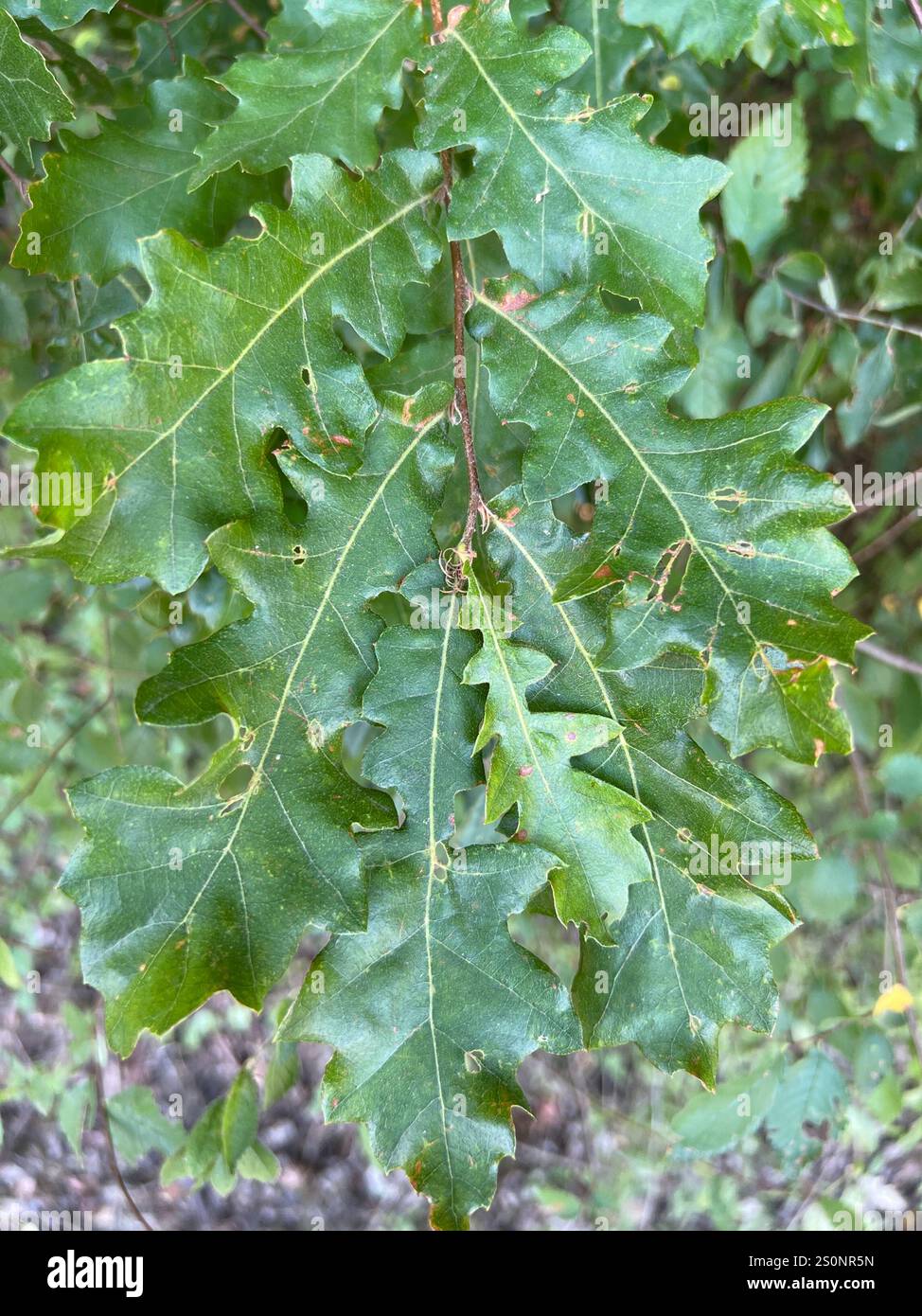 Turkey Oak (Quercus cerris Stock Photo - Alamy