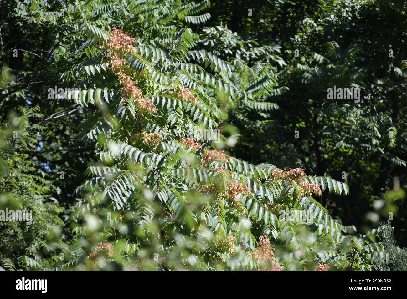 tree-of-heaven (Ailanthus altissima Stock Photo - Alamy