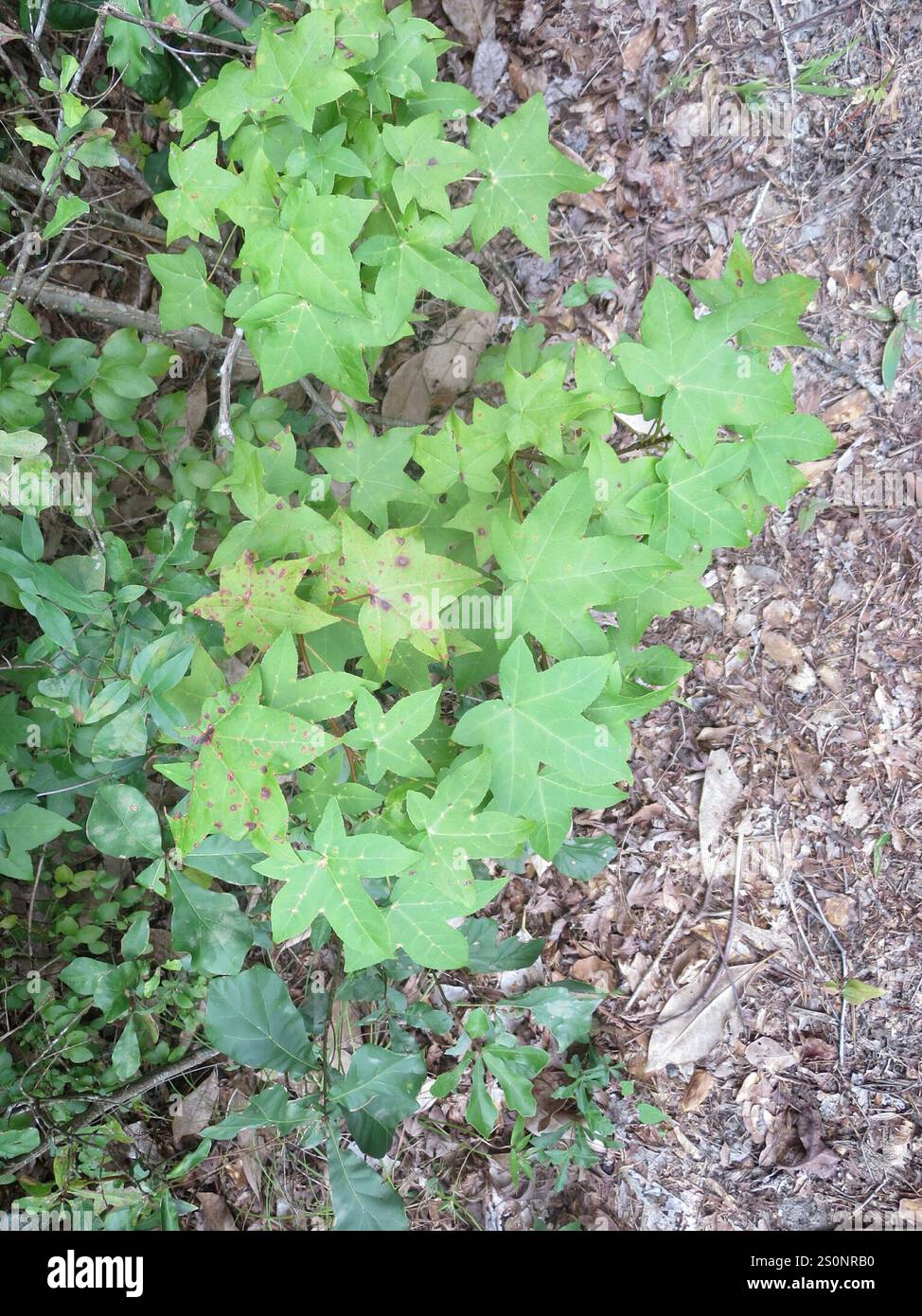 American sweetgum (Liquidambar styraciflua Stock Photo - Alamy