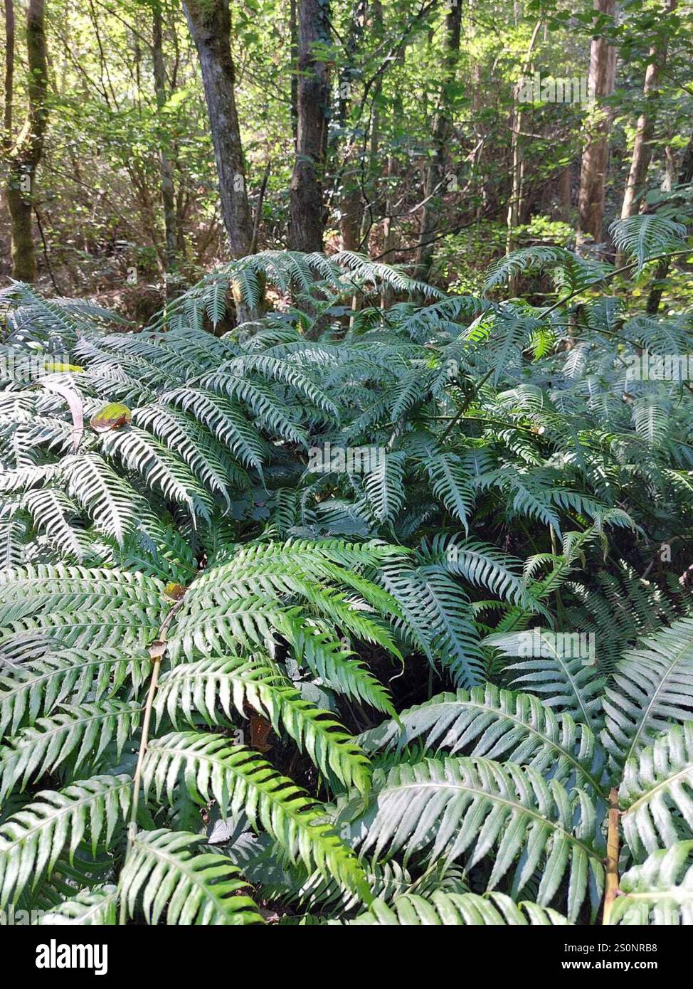 European chain fern hi-res stock photography and images - Alamy