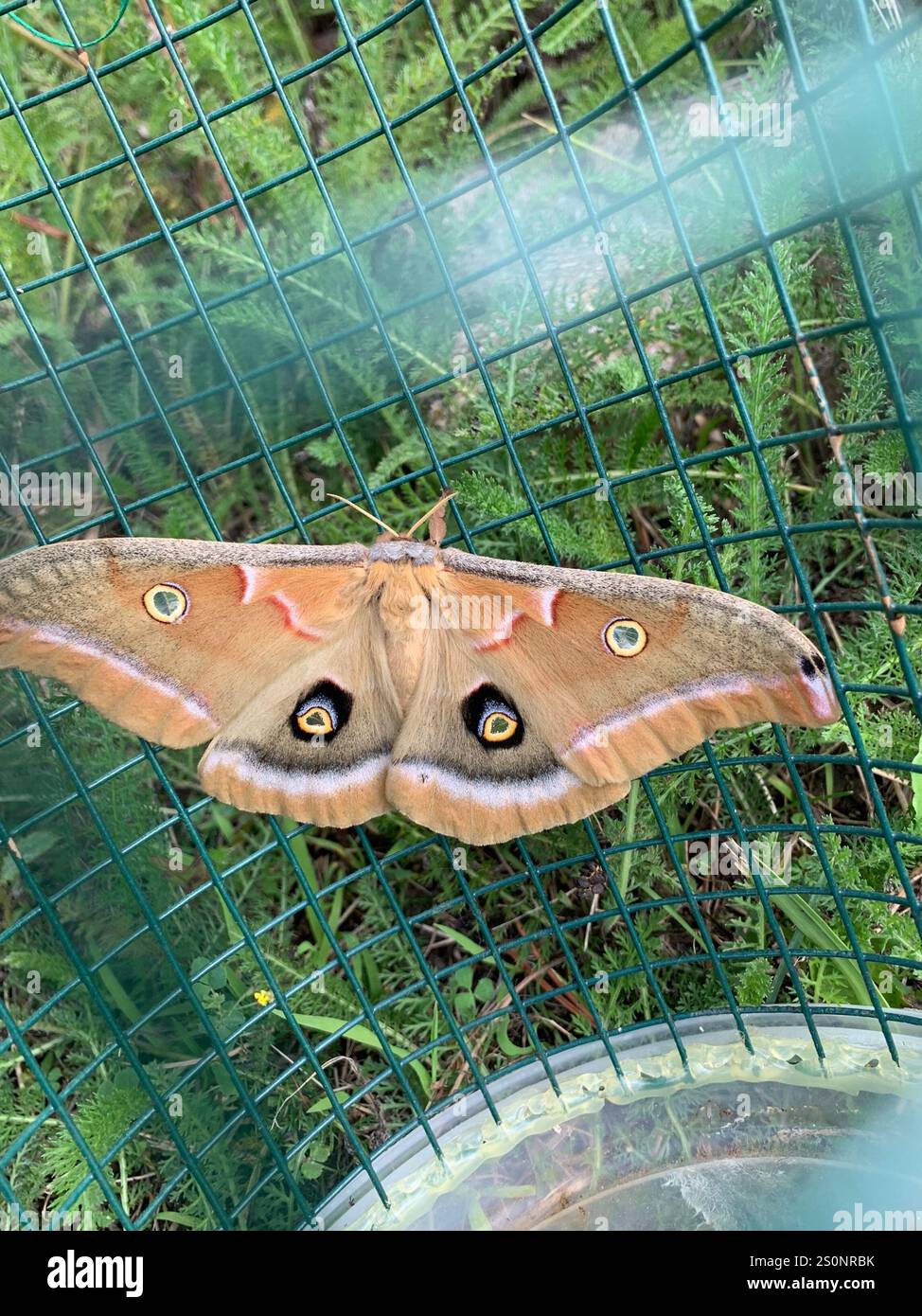 Polyphemus Moth (Antheraea polyphemus Stock Photo - Alamy