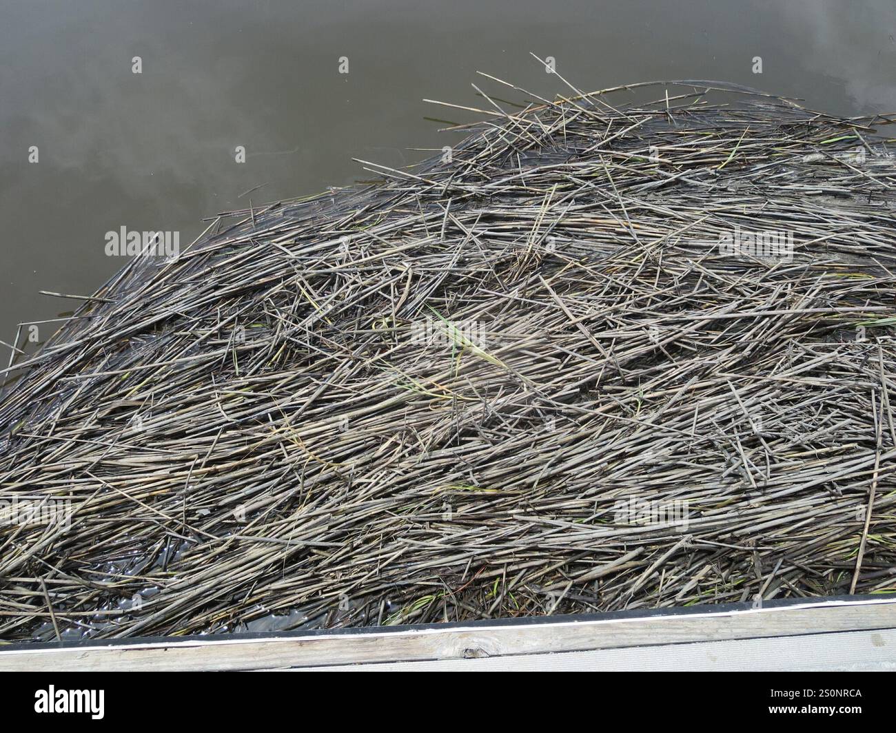 Reeds, Giant Canes, and allies (Arundinoideae Stock Photo - Alamy