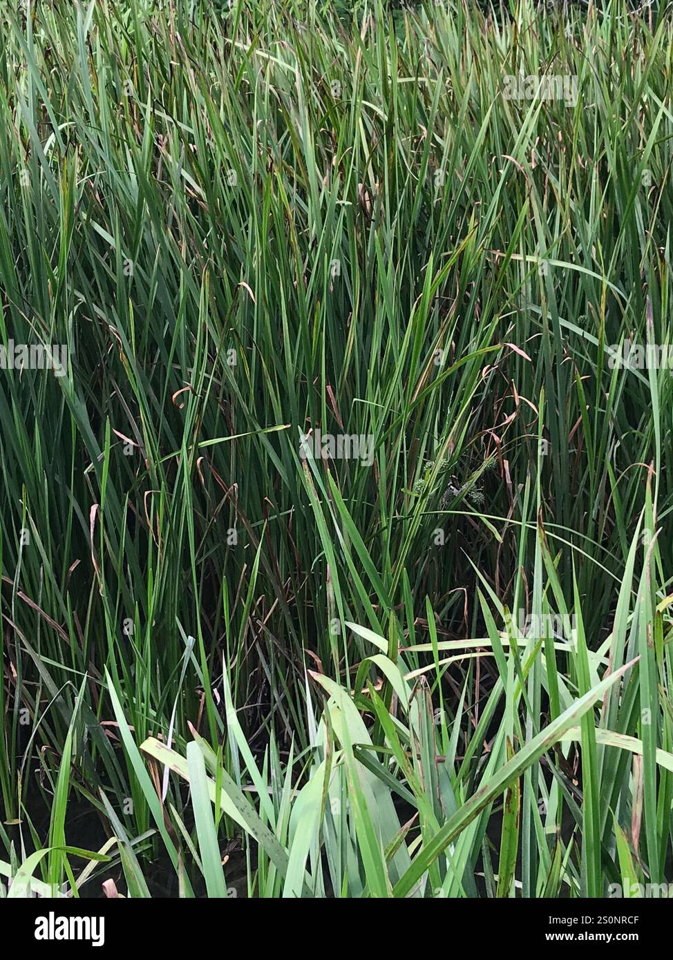 big bur-reed (Sparganium eurycarpum Stock Photo - Alamy