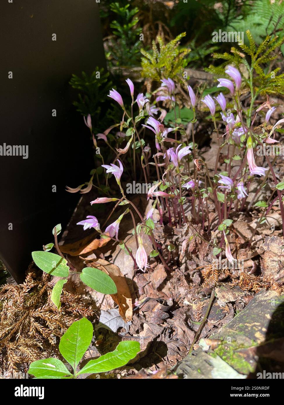 three birds orchid (Triphora trianthophoros Stock Photo - Alamy