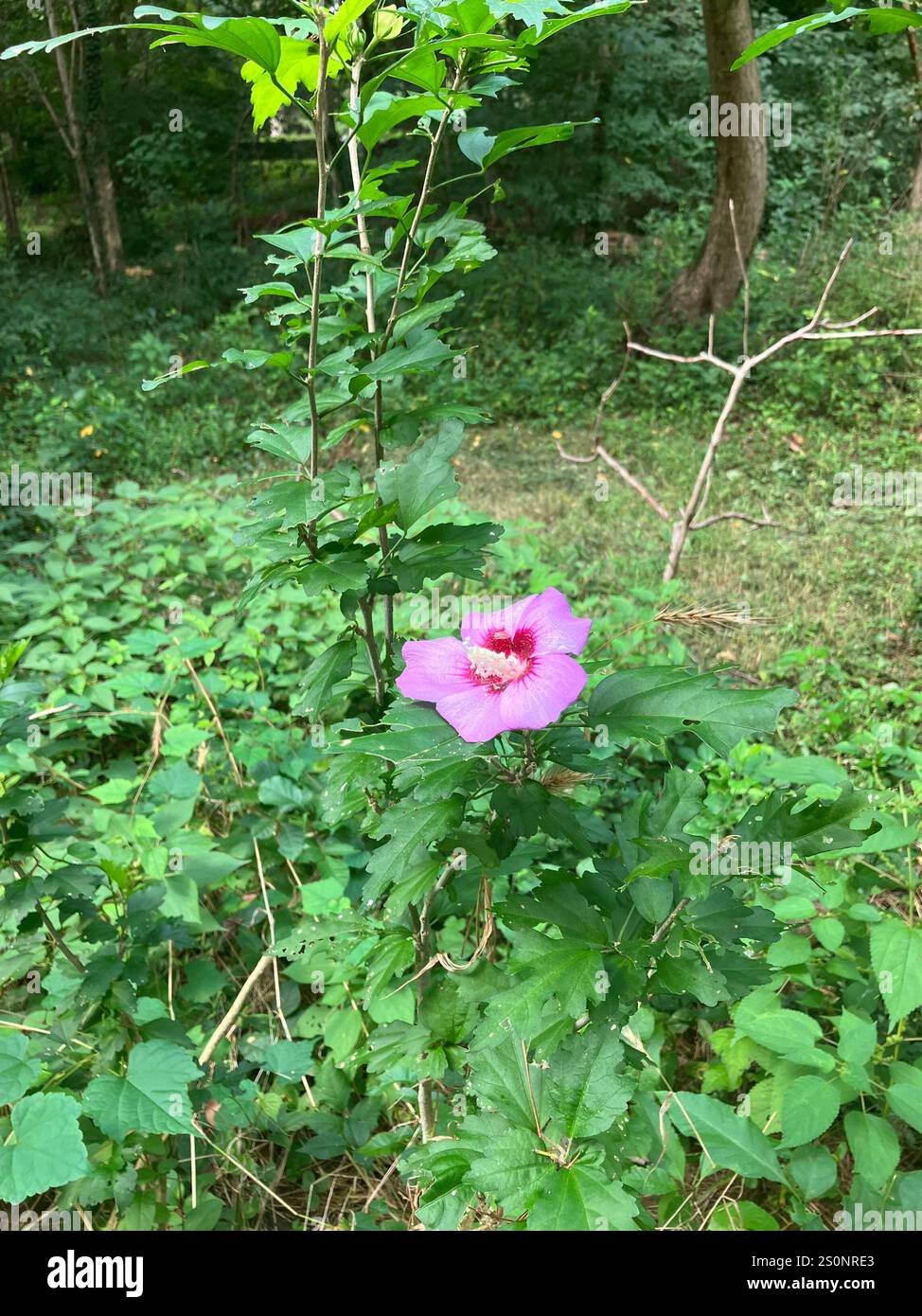 common hibiscus (Hibiscus syriacus Stock Photo - Alamy