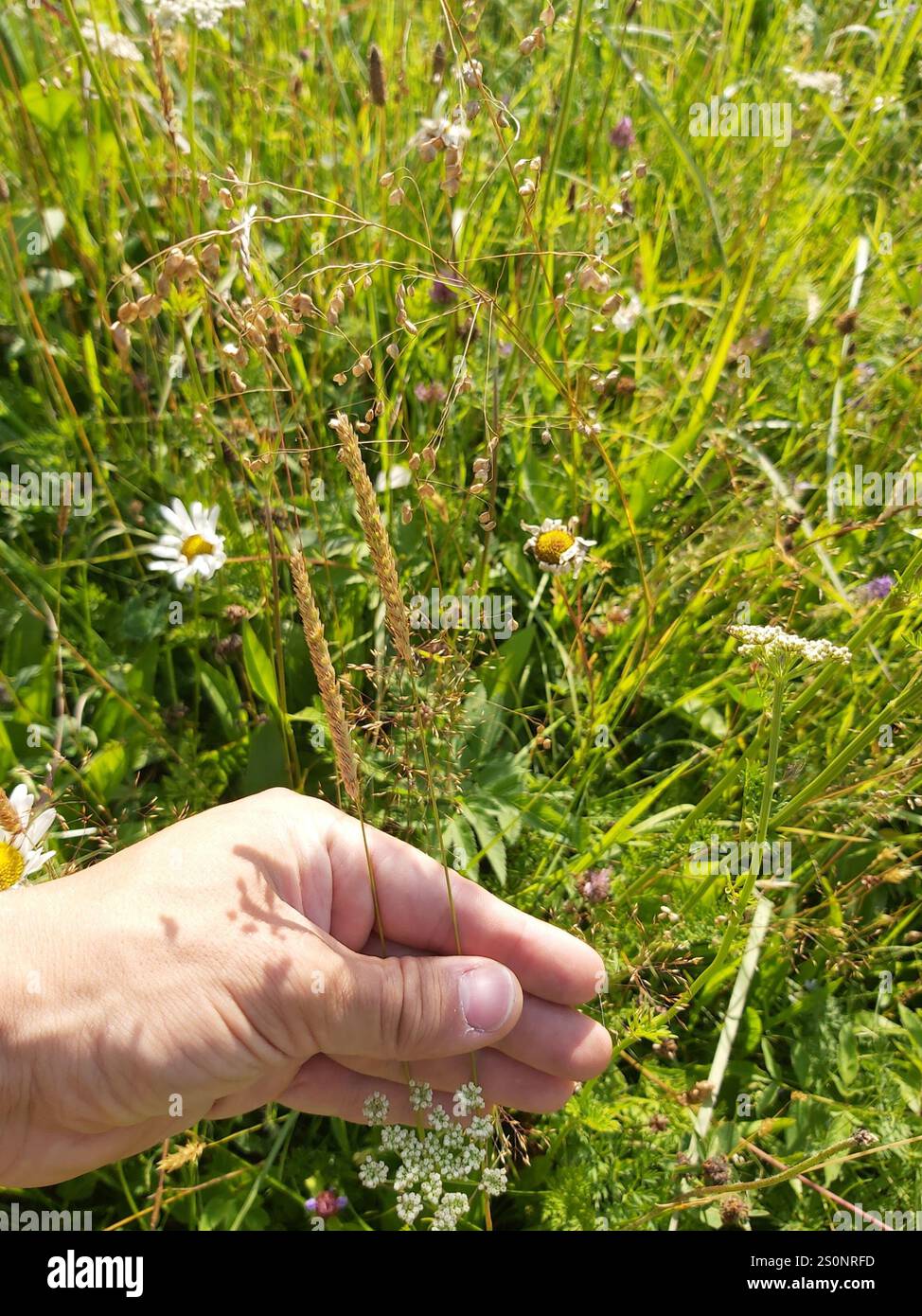 crested dogtail grass (Cynosurus cristatus Stock Photo - Alamy
