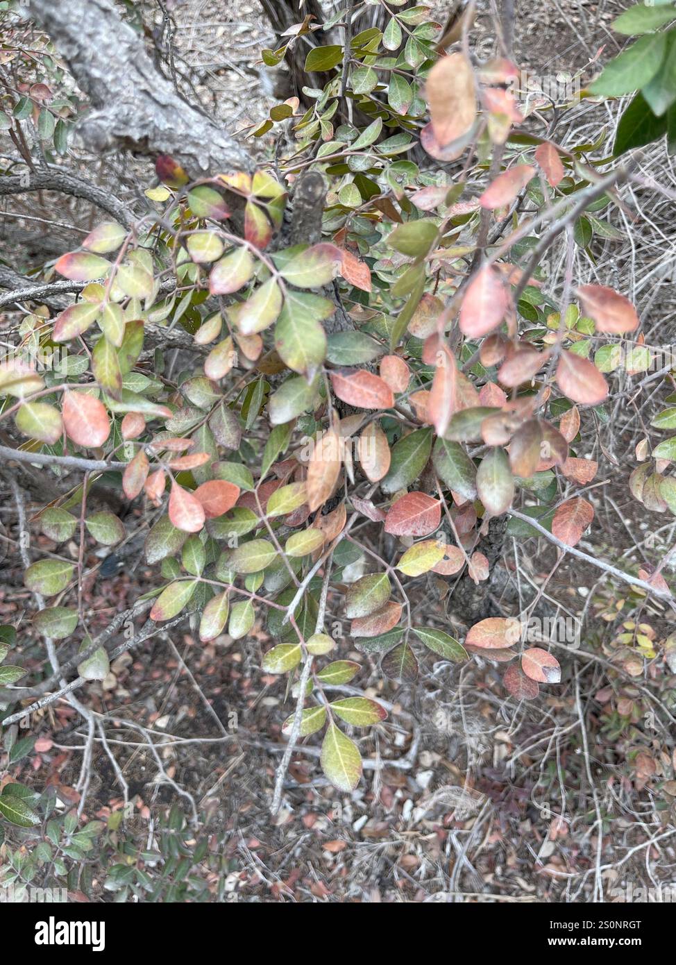 evergreen sumac (Rhus virens Stock Photo - Alamy