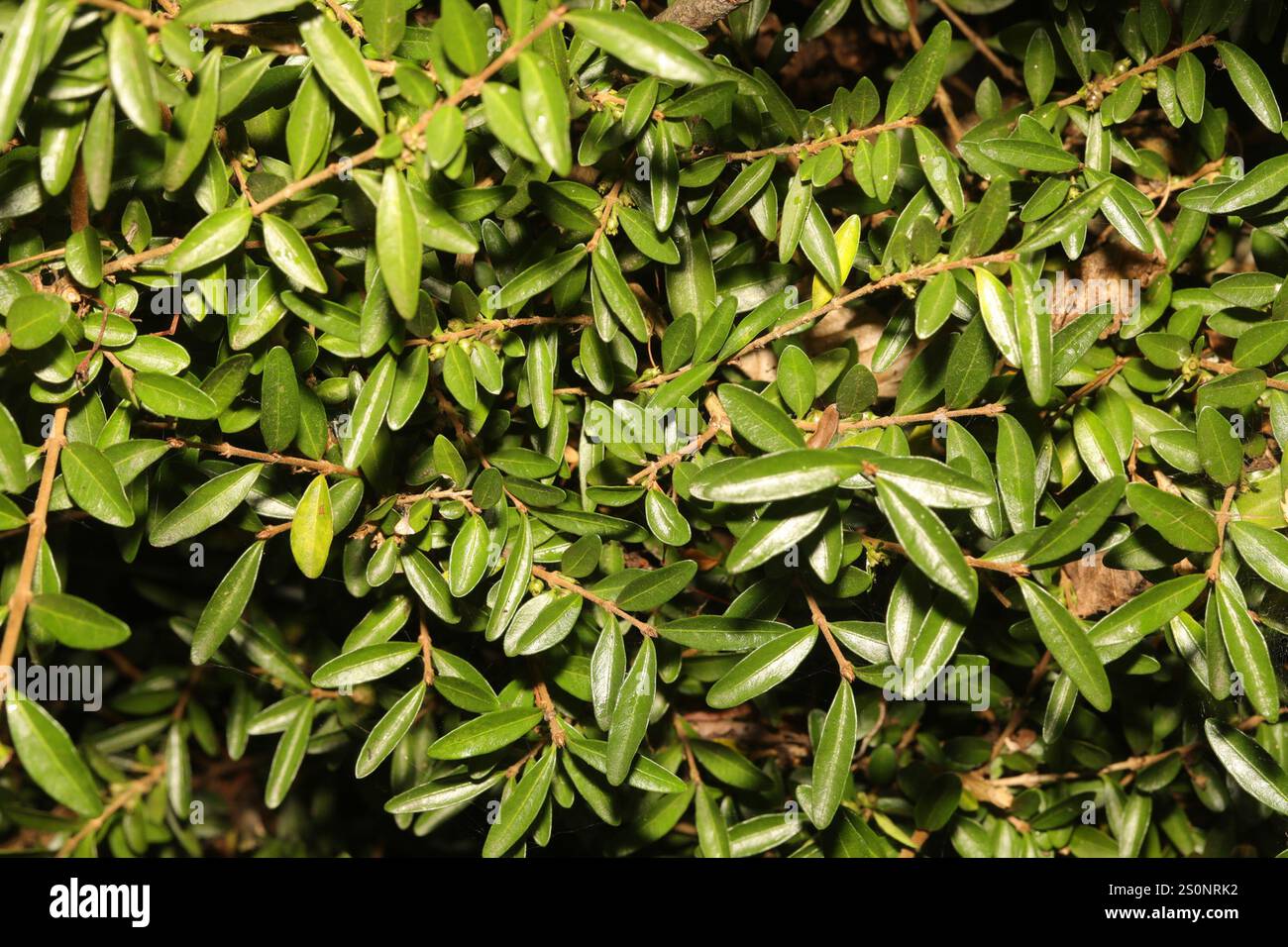 Boxleaf Honeysuckle (Lonicera ligustrina Stock Photo - Alamy