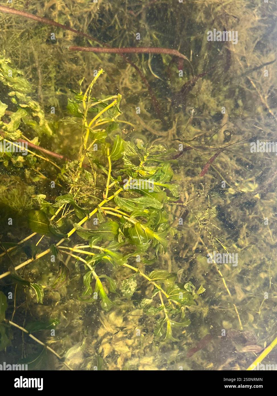 Perfoliate Pondweed (Potamogeton perfoliatus Stock Photo - Alamy