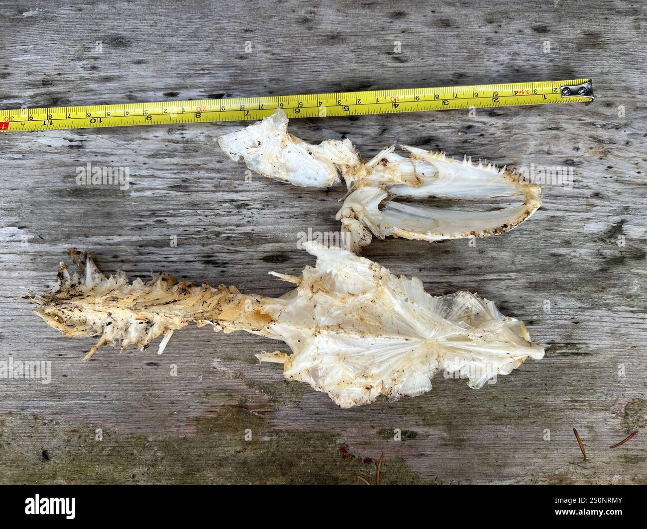 Pacific Cod (Gadus macrocephalus Stock Photo - Alamy