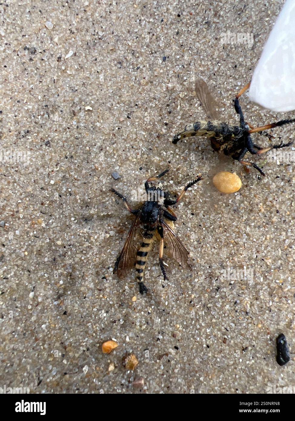 Red-footed Cannibal Fly (Promachus rufipes Stock Photo - Alamy