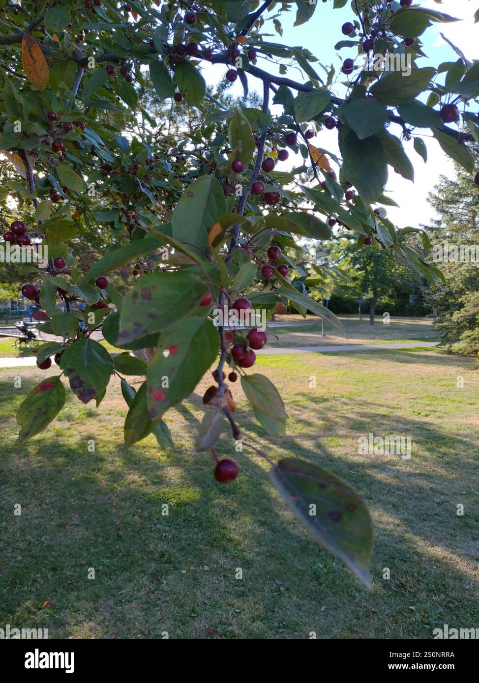 Siberian crabapple (Malus baccata Stock Photo - Alamy