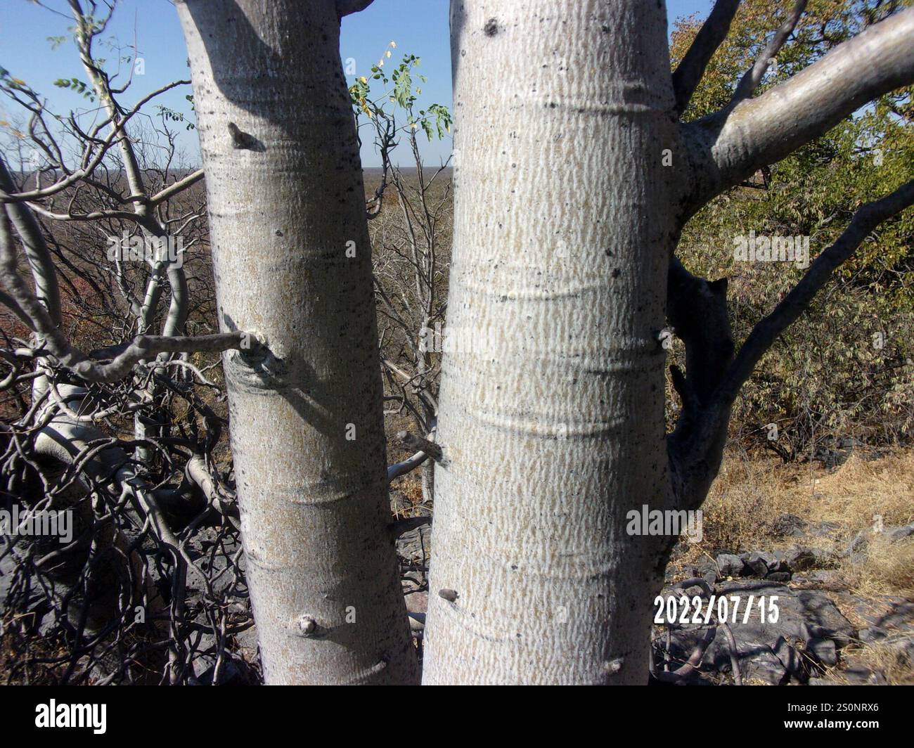 African Moringa (Moringa ovalifolia Stock Photo - Alamy