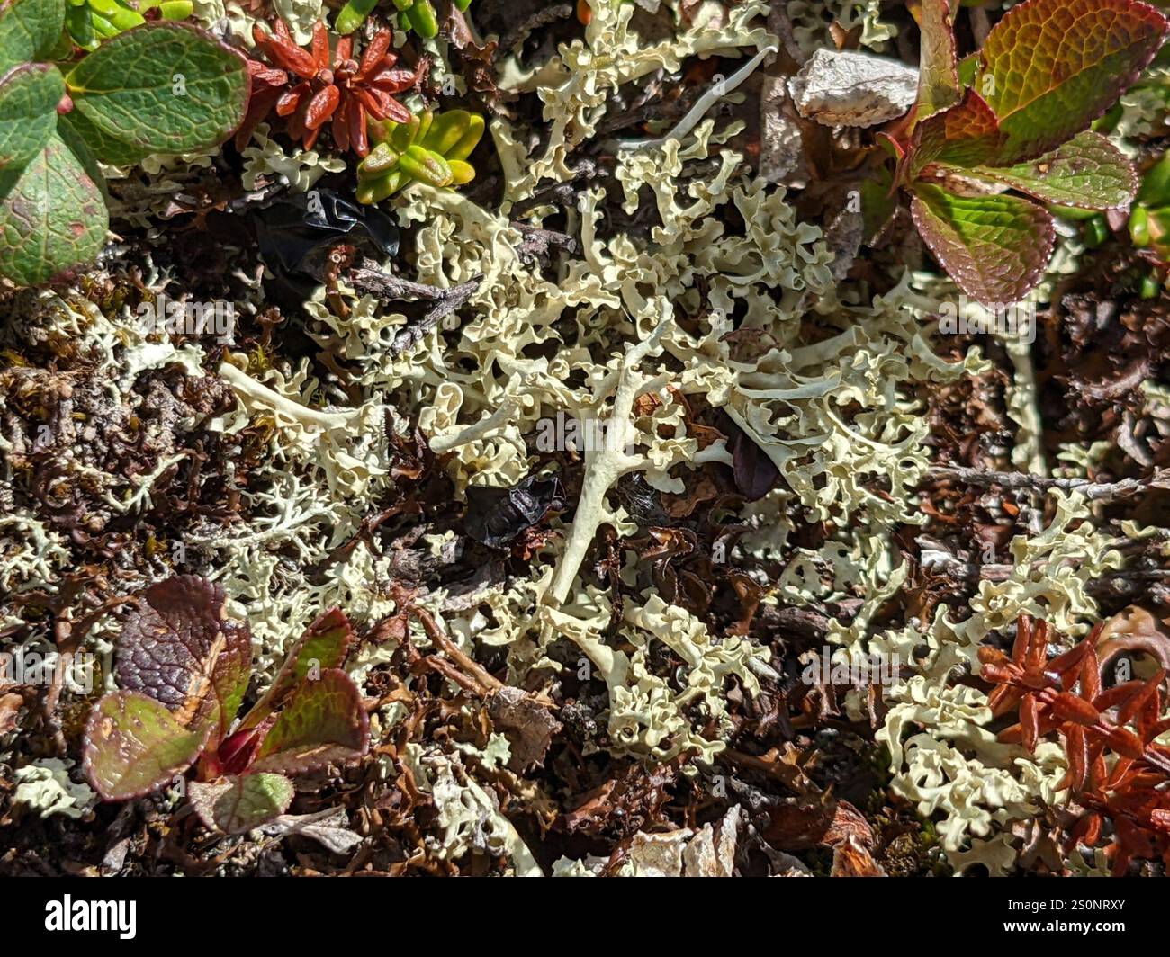 Curled snow lichen (Flavocetraria cucullata Stock Photo - Alamy