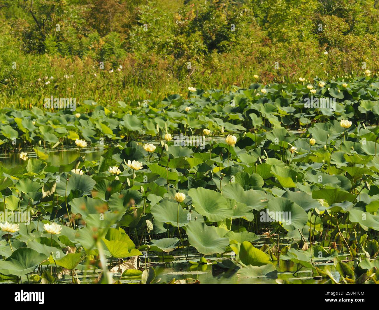 American lotus (Nelumbo lutea Stock Photo - Alamy