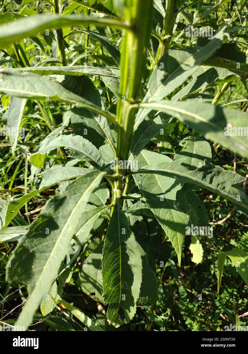 Wingstem (Verbesina alternifolia Stock Photo - Alamy