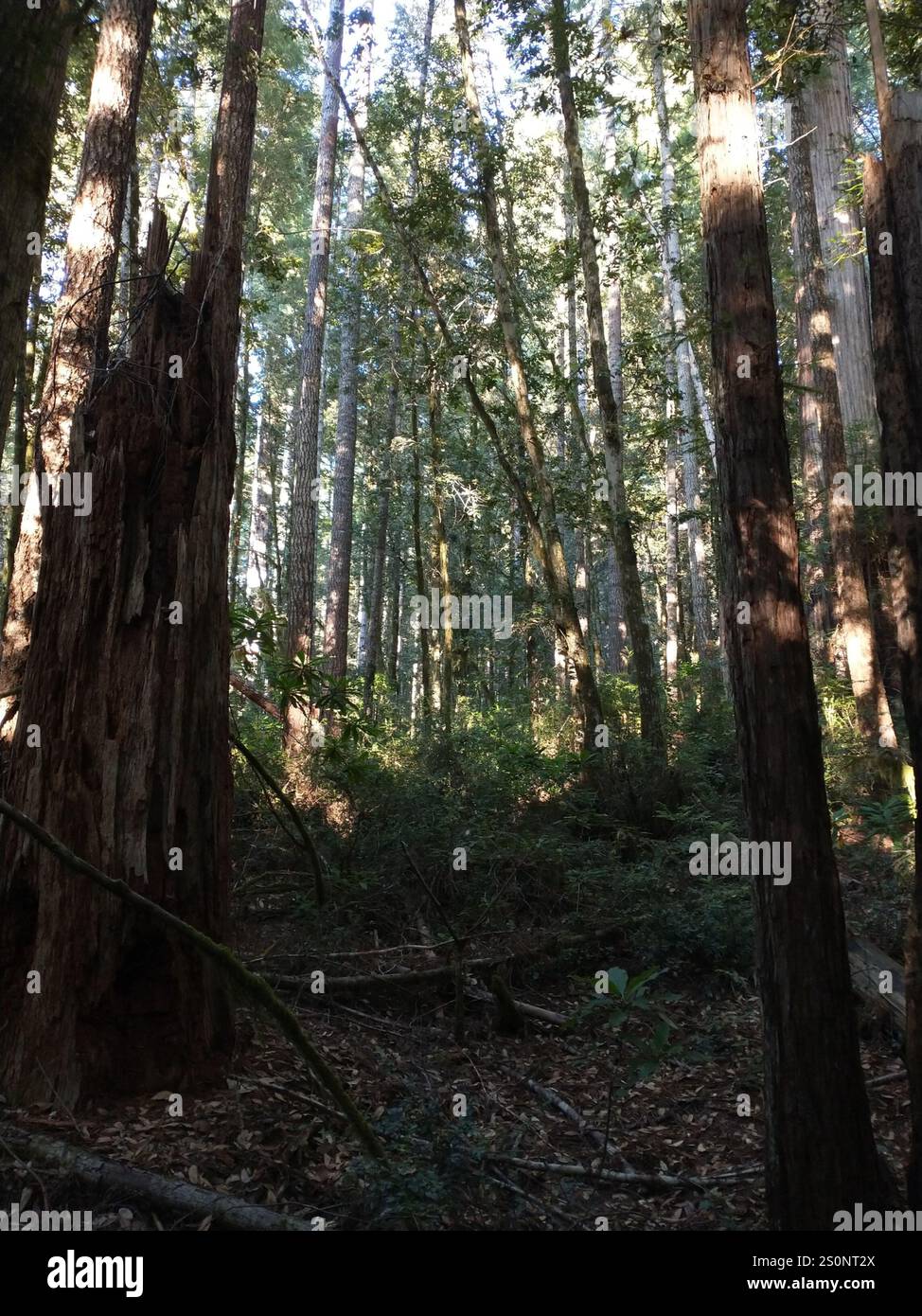 coast redwood (Sequoia sempervirens Stock Photo - Alamy