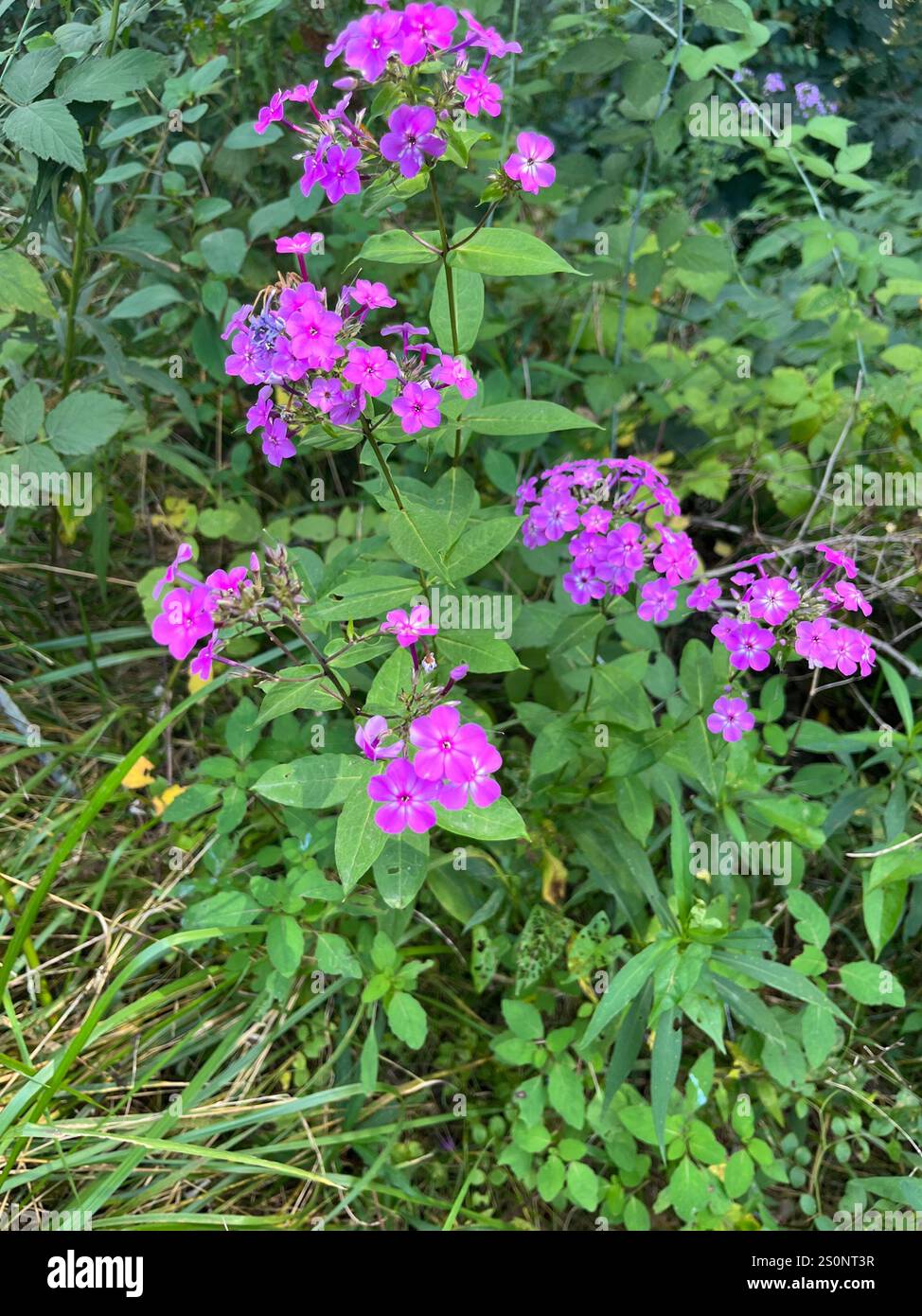 fall phlox (Phlox paniculata Stock Photo - Alamy