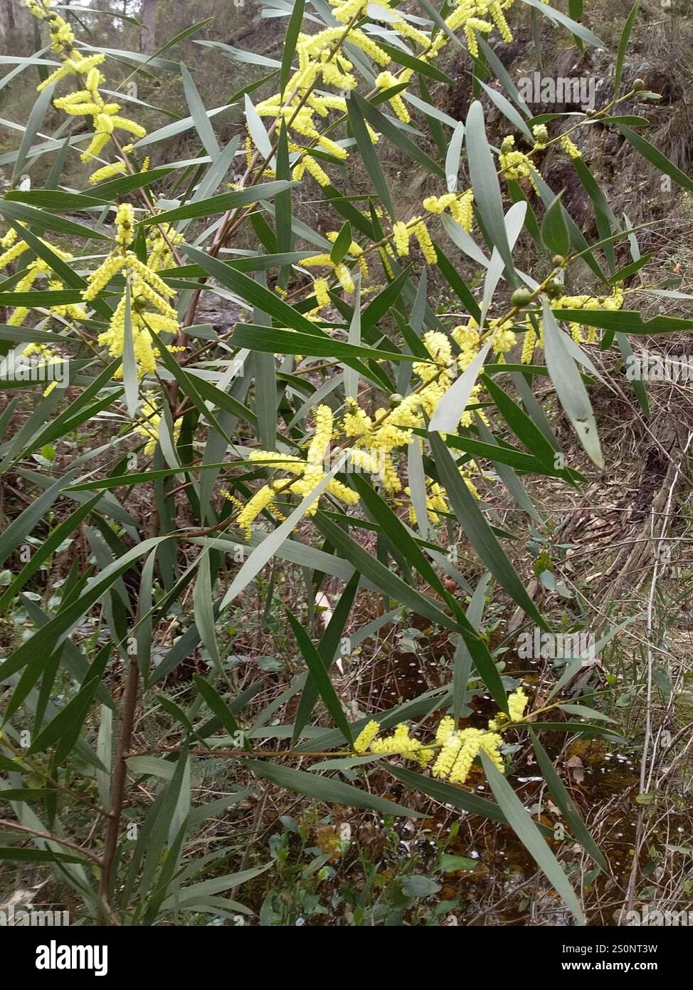 Golden Rods (Acacia longifolia longifolia Stock Photo - Alamy