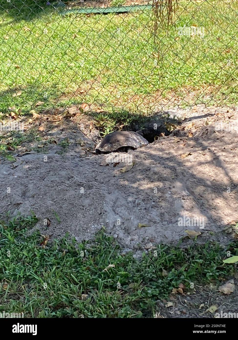 Gopher Tortoise (Gopherus polyphemus Stock Photo - Alamy