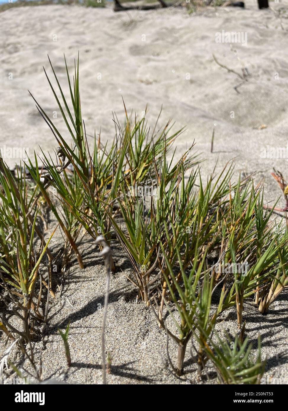 Saltgrass (Distichlis spicata Stock Photo - Alamy