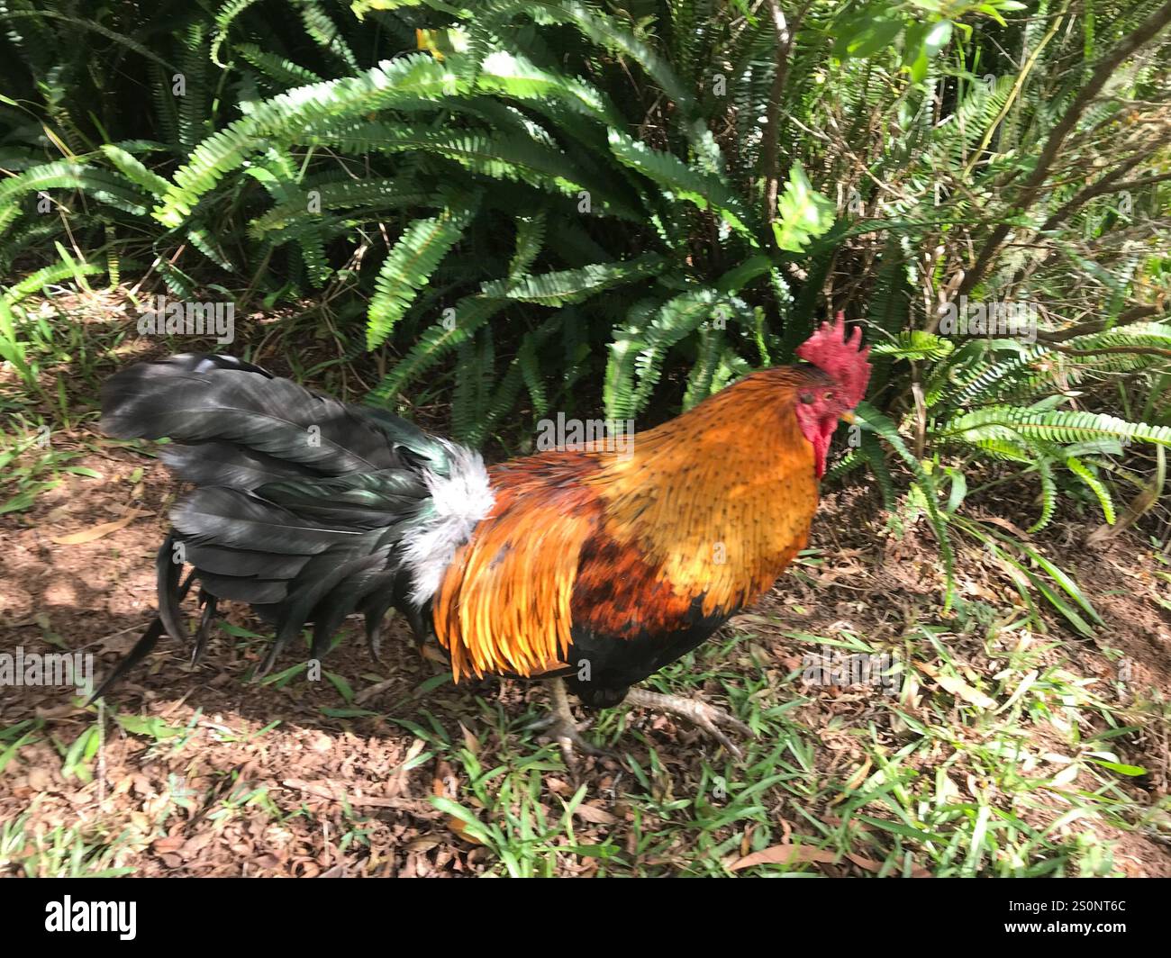 Domestic Chicken (Gallus gallus domesticus Stock Photo - Alamy