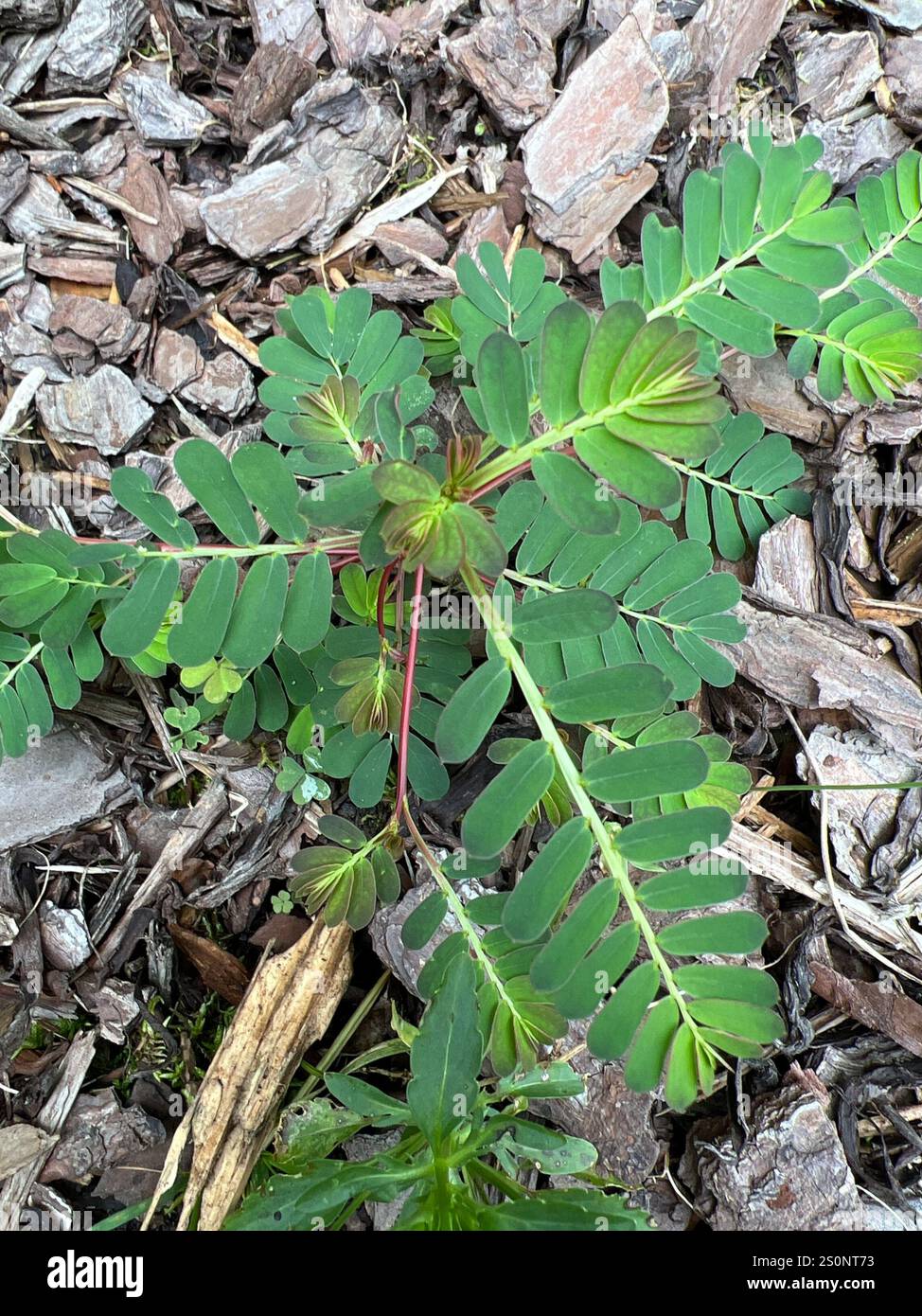 Chamberbitter (Phyllanthus urinaria Stock Photo - Alamy