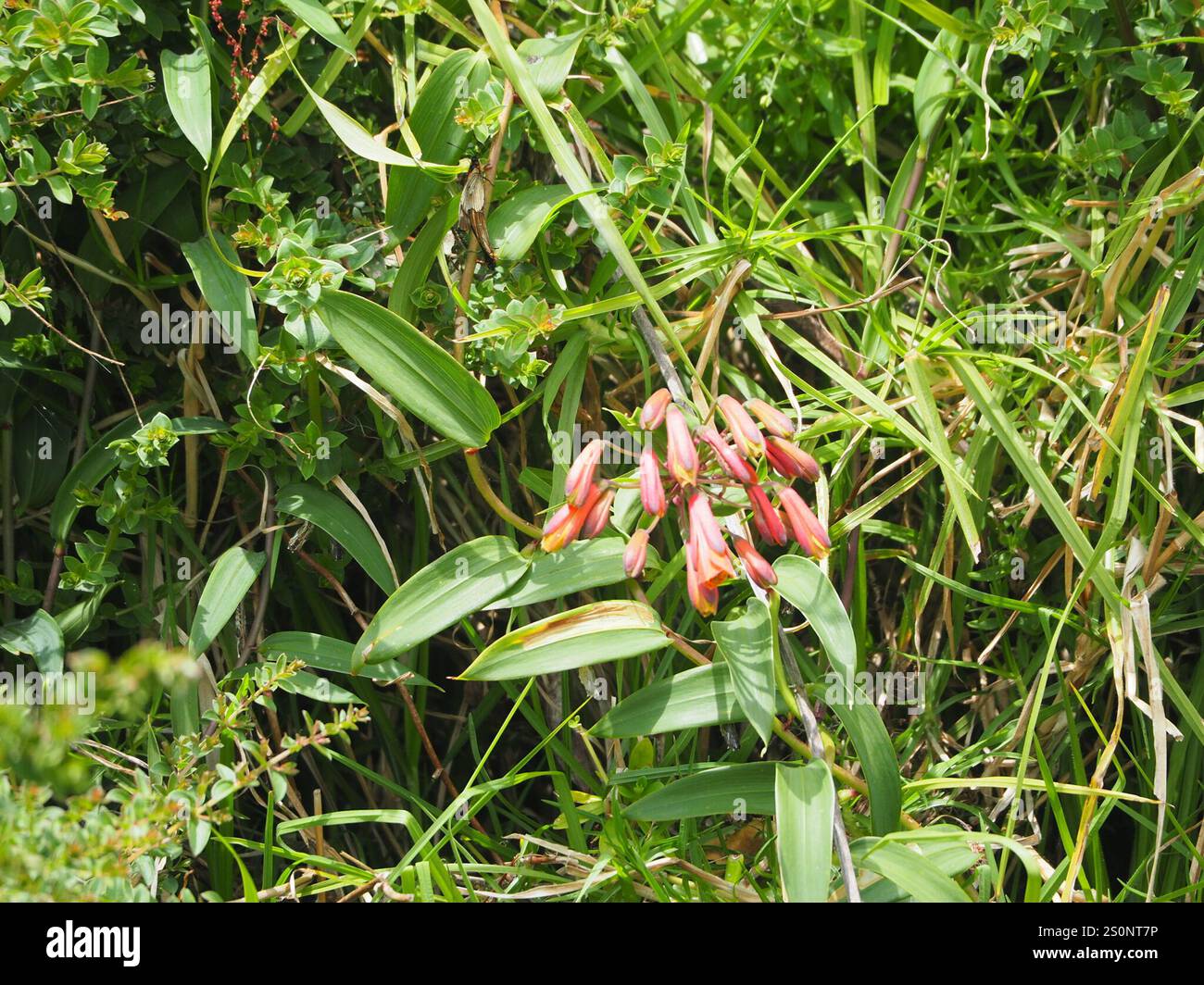 trailing lily (Bomarea multiflora Stock Photo - Alamy