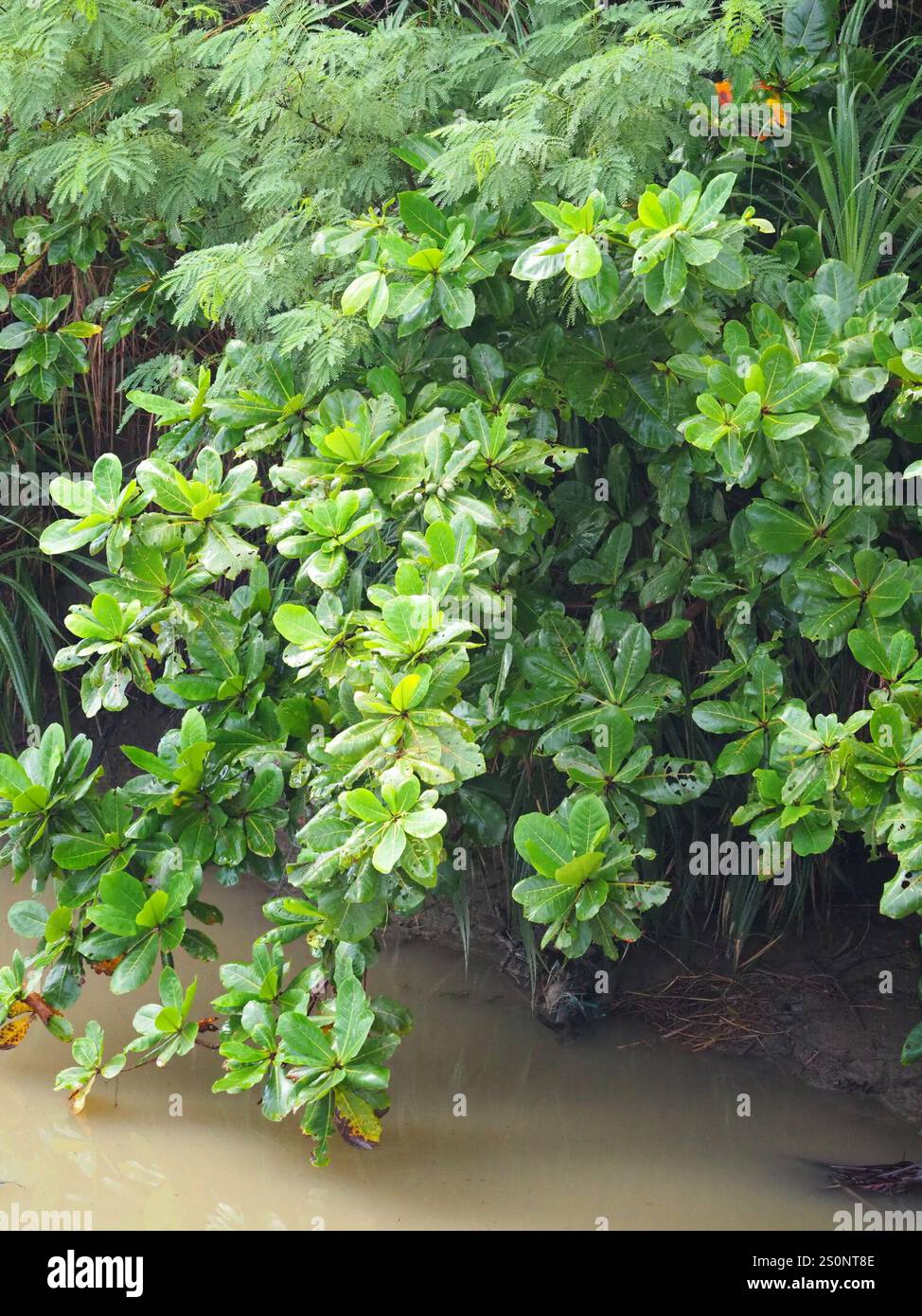 Sea Almond (Terminalia catappa Stock Photo - Alamy