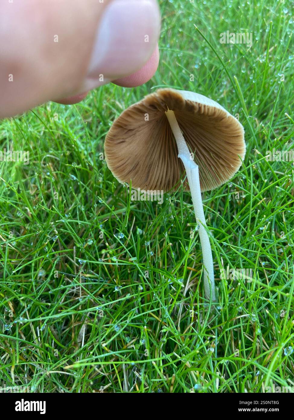milky conecap (Conocybe apala Stock Photo - Alamy
