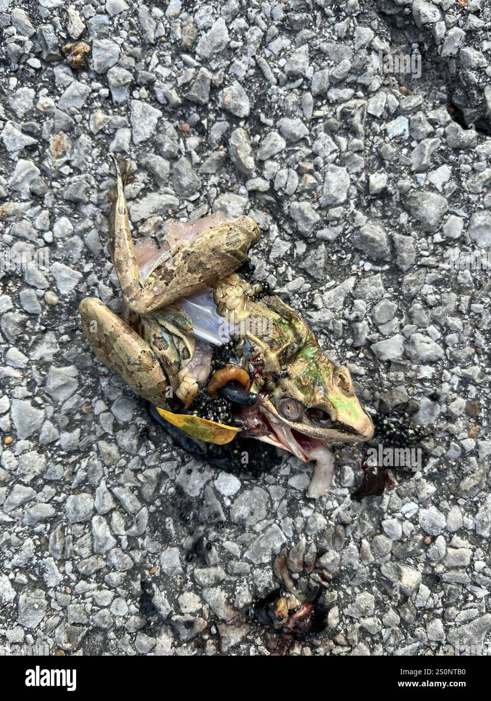Southern Leopard Frog (Lithobates sphenocephalus Stock Photo - Alamy