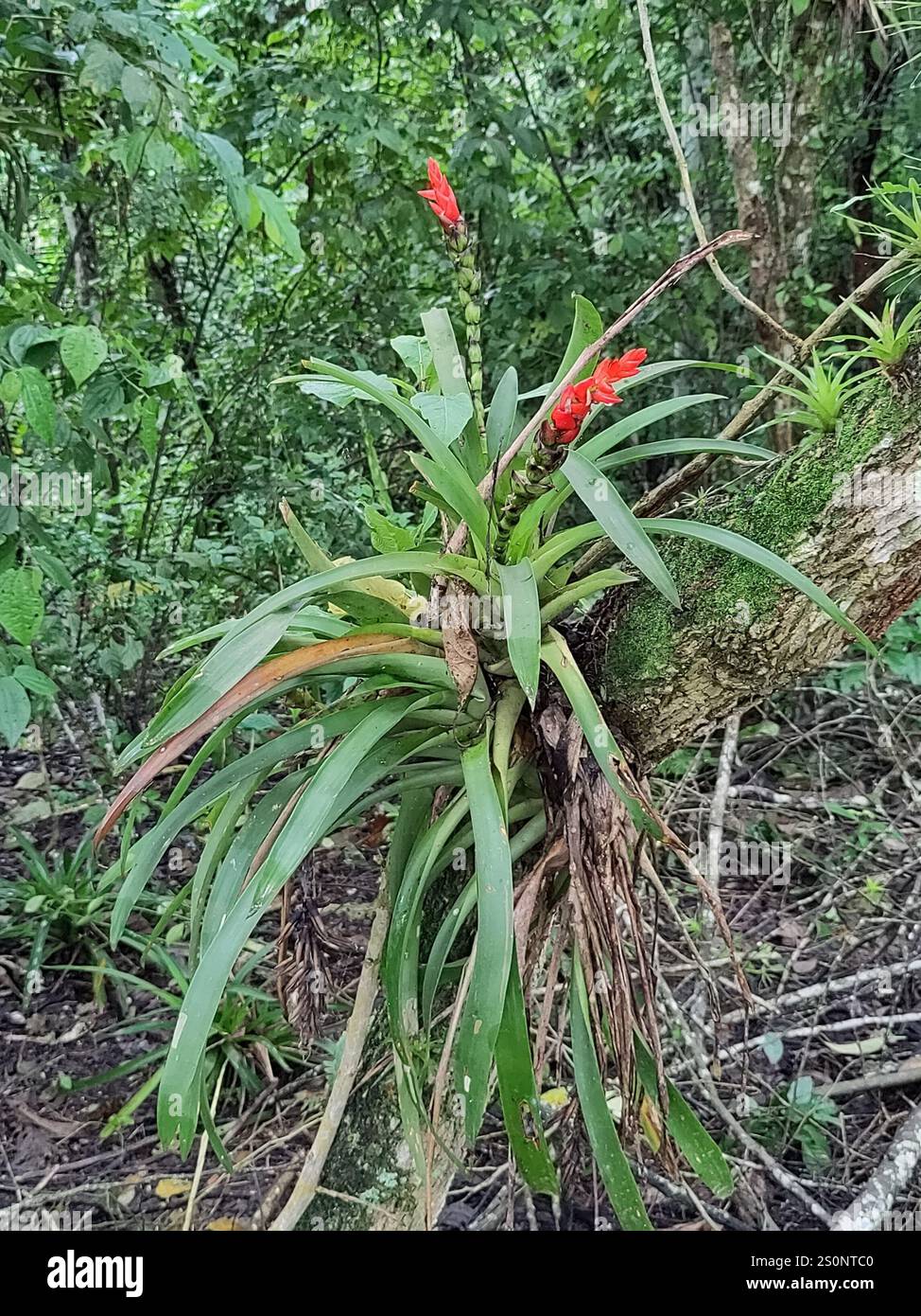West Indian tufted airplant (Guzmania monostachia Stock Photo - Alamy