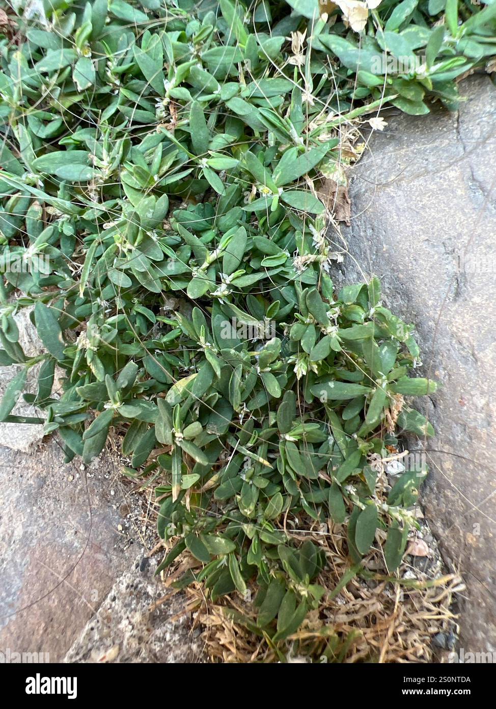 Prostrate Knotweed (Polygonum aviculare Stock Photo - Alamy